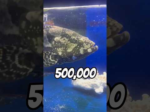 GIANT GROUPER IN THIS PET SHOP!!!