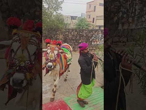 One month to sankranti.. Celebrations already started #villagelifestyle #sankranthi #villagelife