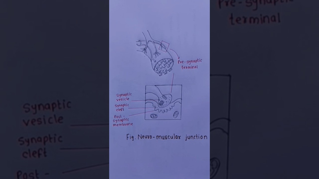 Neuro muscular junction diagram drawing #shorts #shortsvideo #biologydiagrams
