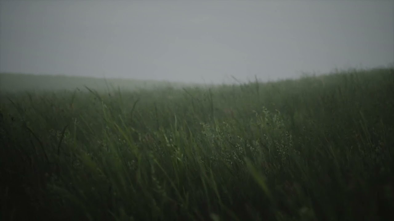 WallPaper Engine Wavy Grass From Swisso