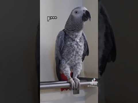 Parrots swearing compilation