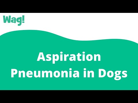 Aspiration Pneumonia in Dogs | Wag!