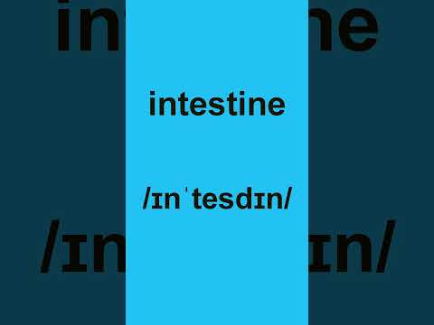 How to pronounce 'intestine' in American English #americanpronounce #pronouncecorrectly #english