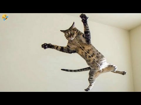 The Most DRAMATIC Cats Freak Out Over Nothing! πΉ Best Funny Cats videos 2024