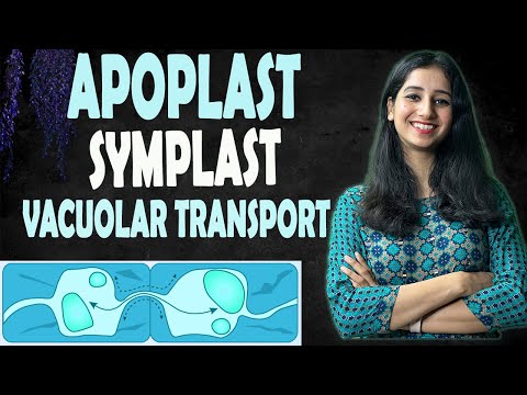 Apoplast; Symplast and Vacuolar Pathway II Plant Physiology I Transport ...
