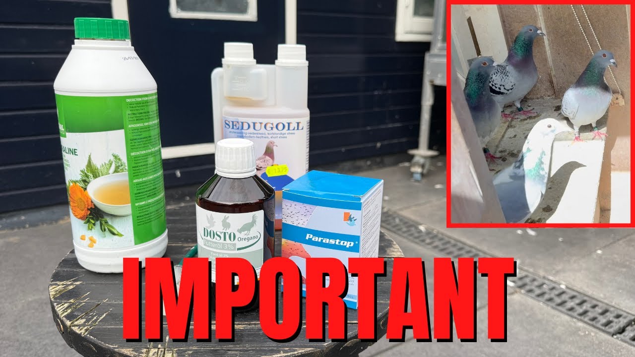 IMPORTANT Products for Racing Pigeons During Molting
