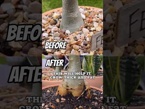 Getting a Fat Caudex on Your Desert Rose! #adeniumobesum #desertrose #adeniumflower #gardening