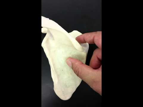 Bones of the Appendicular skeleton part 3 is the bone Right or left