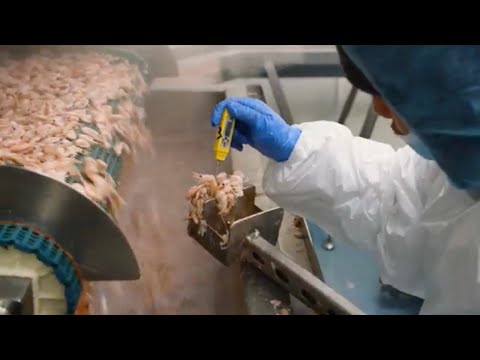Coldwater Pink Shrimp | How We Monitor Quality