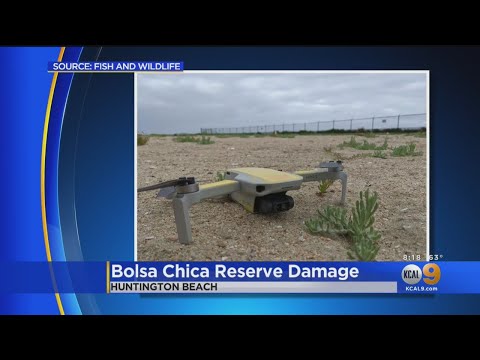 Graffiti, Litter Plagues Bolsa Chica Ecological Reserve; Tern Eggs Abandoned After Drone Crash
