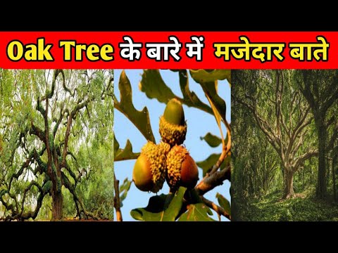 Oak tree के बारे में 5 अनोखी बातें  #factsbymanju #shorts