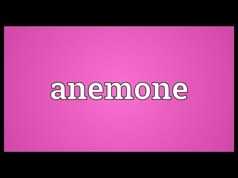 Anemone Meaning