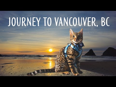 RV Winter Adventure: Picking Up The RV In Vancouver With My Kitten