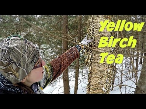 Yellow Birch Tea