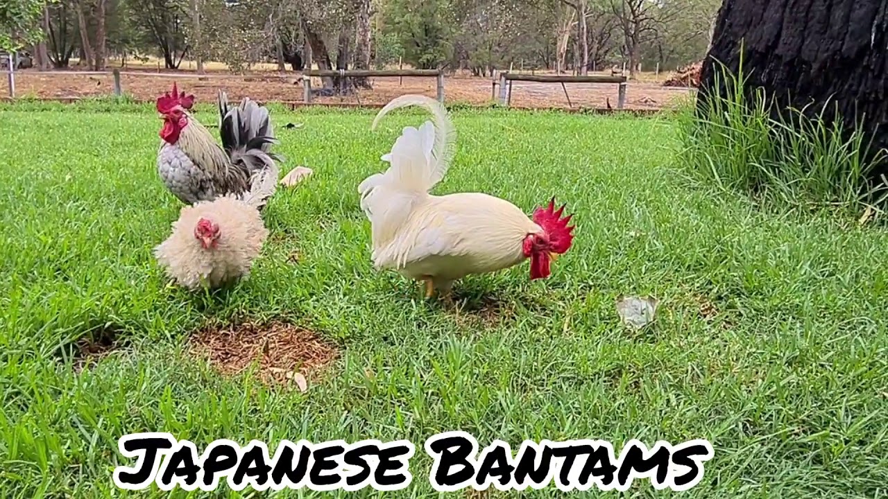 Japanese bantam chickens, hens and roosters