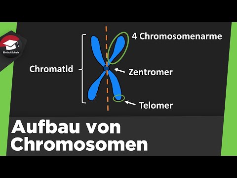 Aufbau von Chromosomen einfach erklärt - Form, Chromatin, Spiralisierung der DNA - Zusammenfassung!