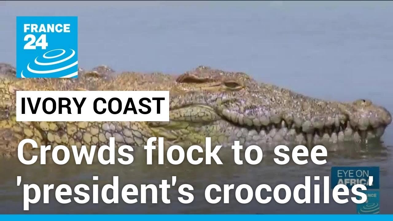 Ivory Coast's 'sacred' crocodiles pull in the crowds • FRANCE 24 English