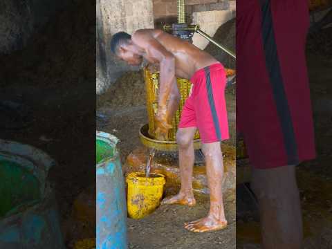 Palm oil production process #shortsvideo #palm #oil