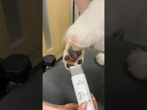 Bye bye shedding! Grooming with Oneisall vacuum 🤩 #ad #oneisall #doggroomingvacuum