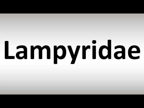 How to Pronounce Lampyridae