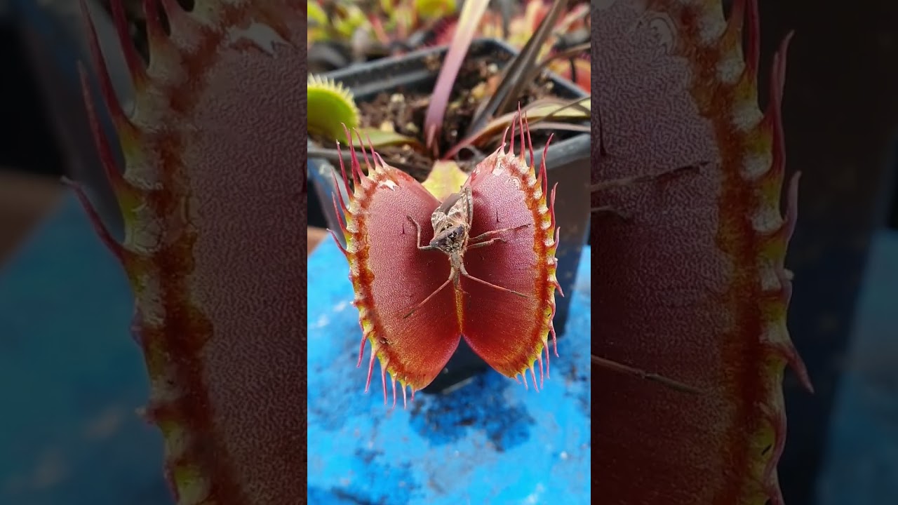 Venus Flytrap feeding time! #shorts
