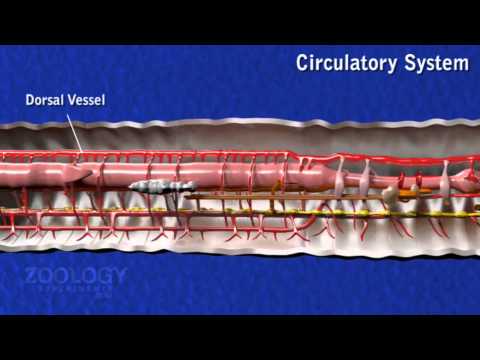 Earthworm: circulatory system