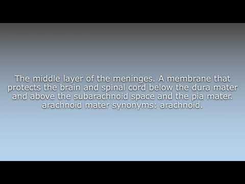 What does Arachnoid mater mean?