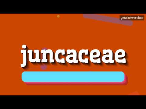 JUNCACEAE - HOW TO PRONOUNCE IT!?