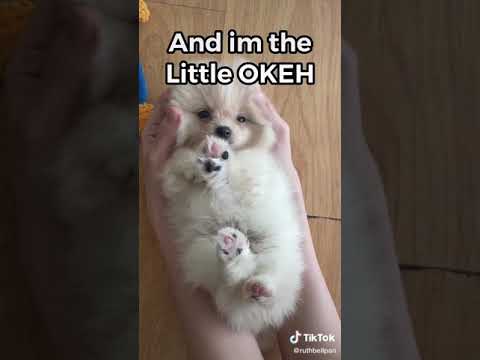 The OKEH Puppy (TikTok dog trend) #shorts