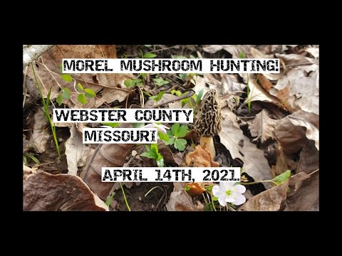 Morel Mushroom Hunting! Webster County Missouri. April 14th, 2021.