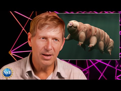 What are Tardigrades?