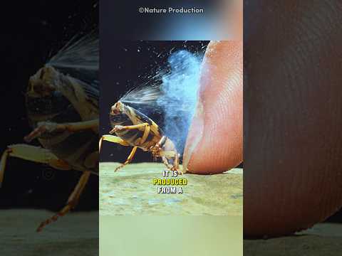 The Bombardier Beetle's Shocking Defense #shorts