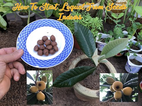 How To Start Loquat Trees From Seeds Indoors
