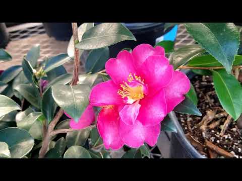 Shishi gashira camellia (Camellia sasanqua)