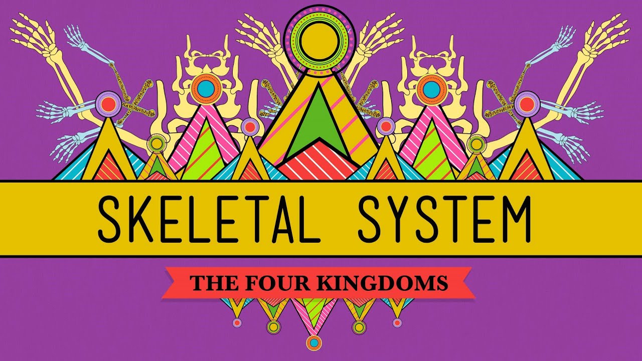 The Skeletal System: It's ALIVE! - CrashCourse Biology #30