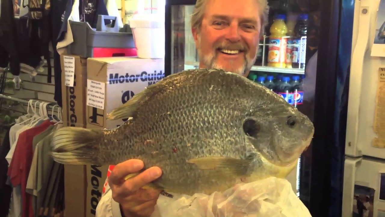Al Lindner holds Hector Brito's Record Redear Sunfish
