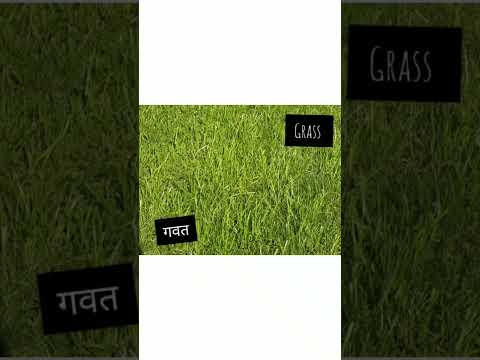 meaning of grass