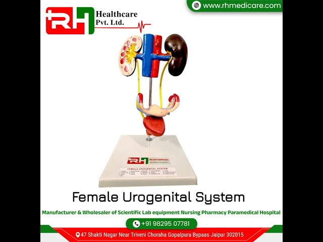 Human Anatomical Models - Human Larynx Model Trader - Wholesaler ...