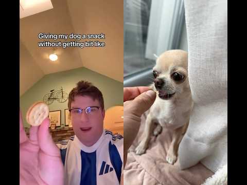 Chihuahua vs other dogs #funny #memes #pets #dogs #dog #meme