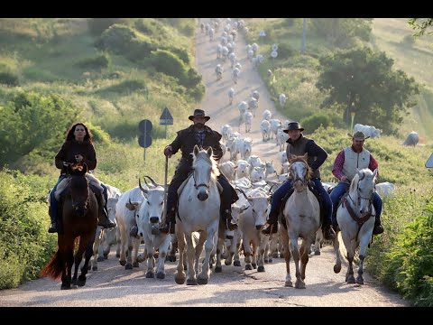 La transumanza è patrimonio culturale dell’Unesco – Viaggi filosofici e ...