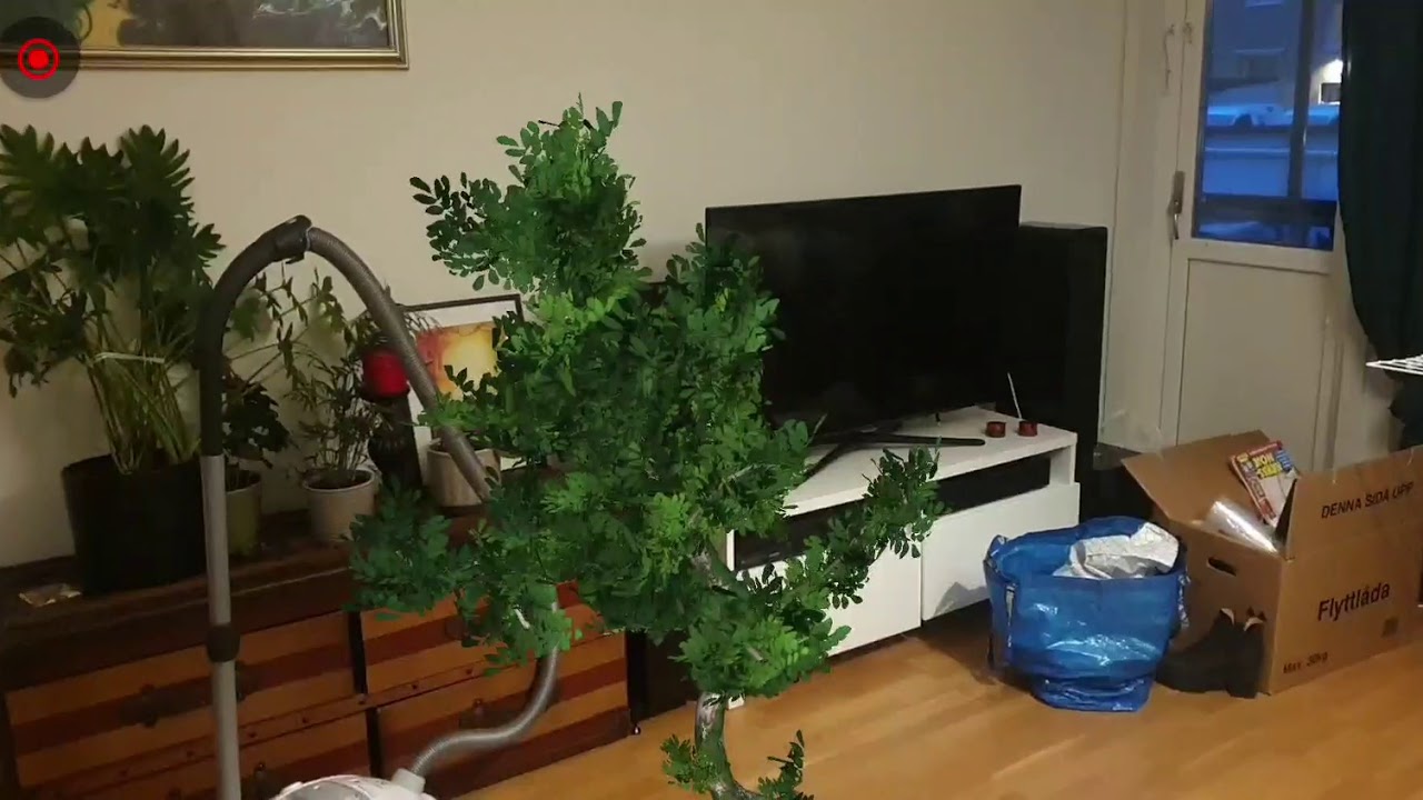 AR Android App, Random growing bonsai live wallpaper