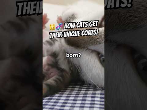 The Secret Science Behind Cat Fur Patterns #cat #furbaby