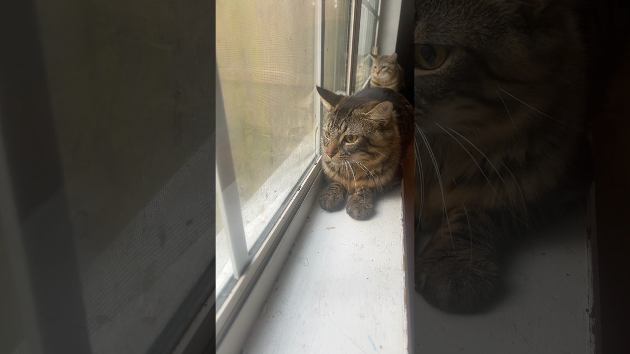 The focus