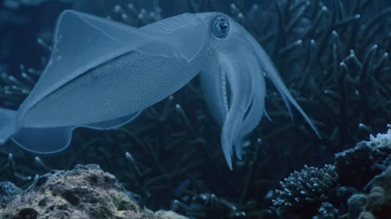 Extraordinary flashing squids