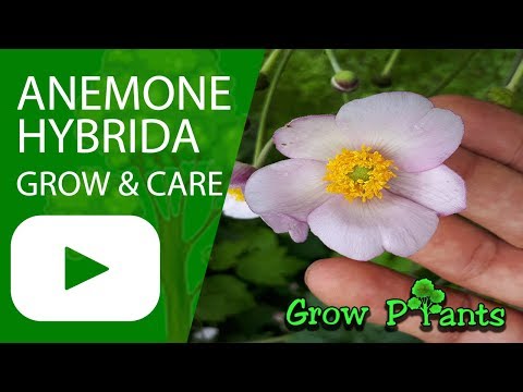 Anemone hybrida - grow & care (Windflower)