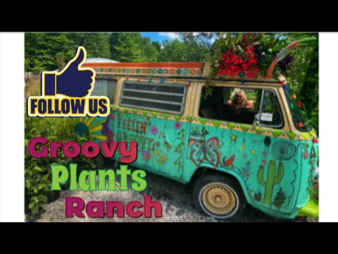 Groovy plants ranch in Ohio