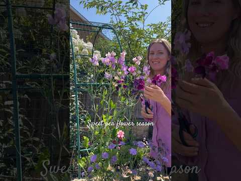 Sweet pea flower season in the garden 💕🌸