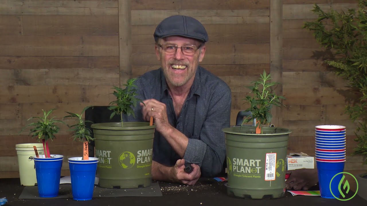 Mel Frank: Trichomes Up Close / Ganjier