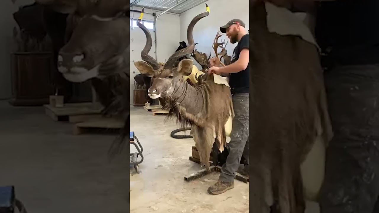 KUDU Shoulder Mount #Shorts