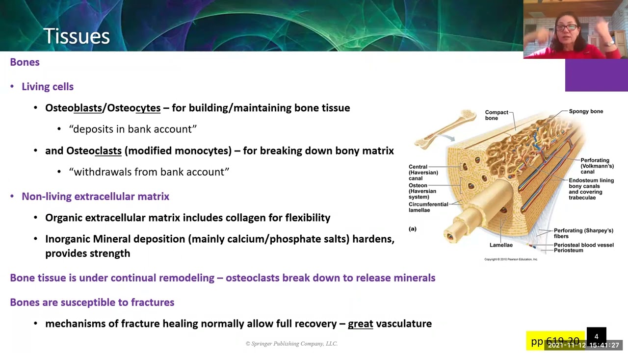 Understanding the Musculoskeletal System: Functions, Tissues, and ...